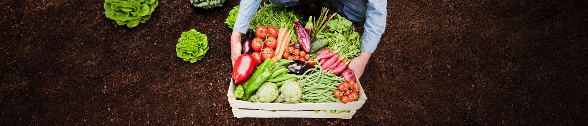 Produce Wholesalers | Produce Buyers